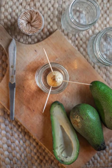 Conocé La Manera Más Fácil De Cultivar Palta En Casa Minuto Neuquen