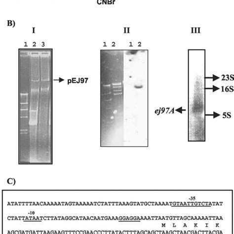 A Complete Amino Acid Sequence Of Enterocin Ej97 Deduced After Download Scientific Diagram