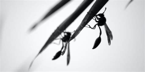 The Annual Invasion Flying Ants In The Uk D Cornish Pest Control