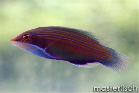 Four Lined Wrasse Pseudocheilinus Tetrataenia Masterfisch