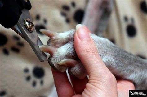 Consejos para Cortar las Uñas de tu Perro sin Problemas