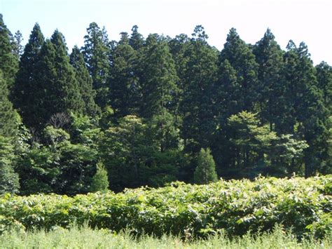 東北森林管理局 金木支署 施業指標林