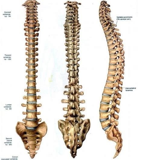 Spine 척추spine 해부학anatomy 네이버 블로그