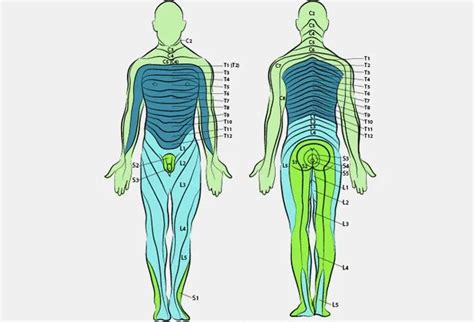 What Are Dermatomes PNS 31 Spinal Nerves Diagnosis