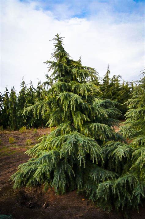 Feelin Blue Deodar Cedar For Sale Online The Tree Center
