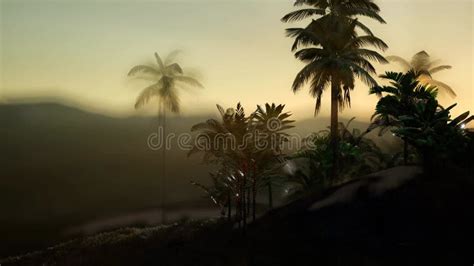 View Of The Palm Trees In Fog 10 Stock Footage Video Of Natural Beach 264307784