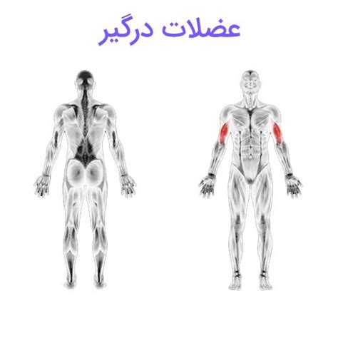 جلو بازو سیمکش ایران فیت شو