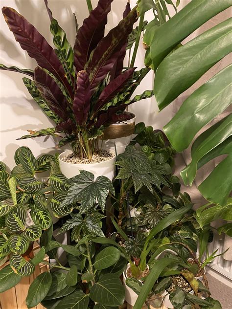 Begonia Propagation R Houseplants