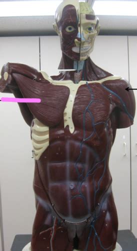 Torso And Upper Extremities Muscles Flashcards Quizlet