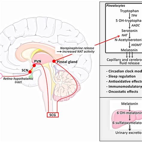 Different Melatonin Secretion Profiles A We Can Observe The Download Scientific Diagram