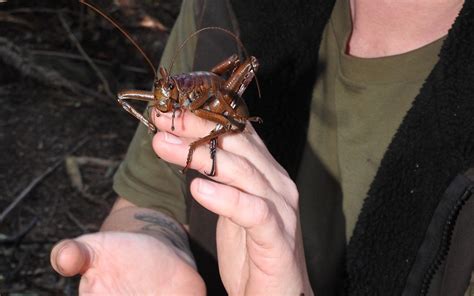 Second Giant Weta Release Local Matters