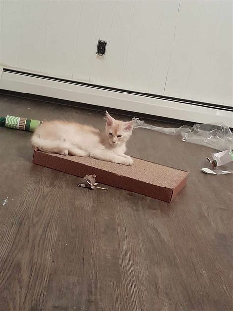 Kitty Flickr Kitty Flickr