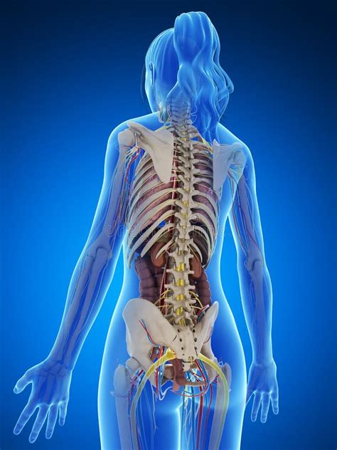 Vrouwelijke Anatomie Stock Illustratie Illustration Of Hart 30725611