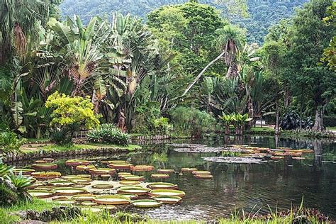Habitats And Ecosystems Of Brazil