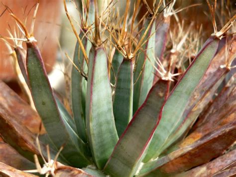 Leuchtenbergia Principis Agave Cactus World Of Succulents