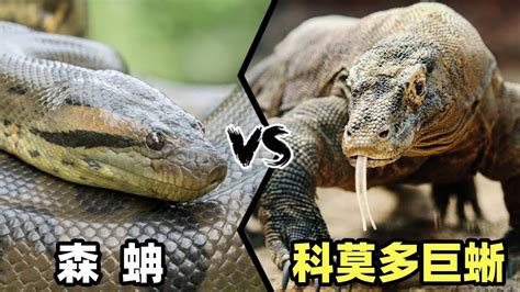 森蚺vs科莫多巨蜥当美洲豹杀手遇到爪哇虎克星谁会笑到最后 YouTube