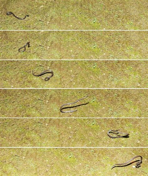 gurumed Des scientifiques ont découvert un serpent qui fait la roue