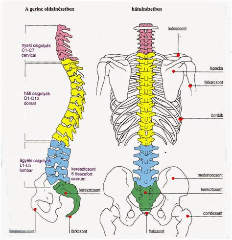 Térkép Csigolya Térkép Anatomy Study Vet Tech Physiotherapy Color