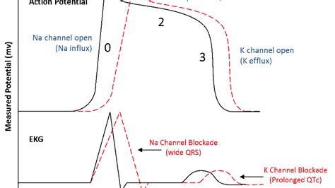 Qt Prolongation Of The Heart