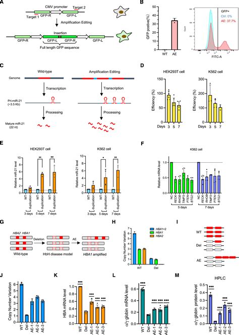 Amplification Editing Enables Efficient And Precise Duplication Of Dna From Short Sequence To