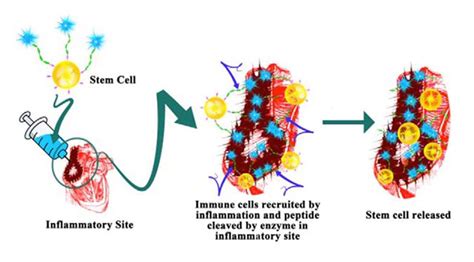 Immune Cell Mediated Stem Cell Delivery For Tissue Regeneration
