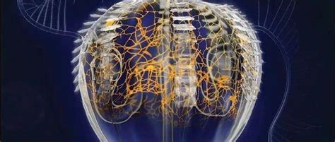 《科学》封面：再度改写教科书的幻彩生物，刷新神经科学基础理论 知乎