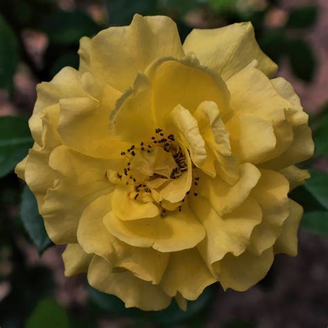Yellow Rose Free Photo On Pixabay Pixabay