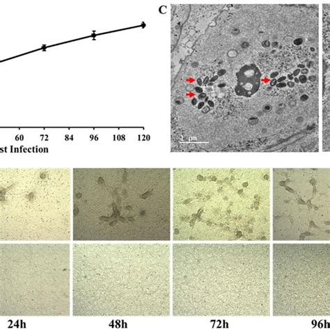 Lsdv Replicates On Mdbk Cells A B Growth Curve Of Lsdv In Mdbk Cells Download Scientific