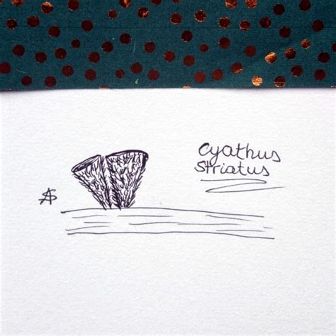Cyathus Striatus By Aislinsummersart On Deviantart