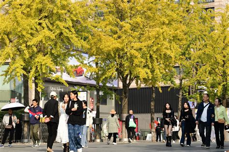 杭州湖滨步行街的银杏黄了