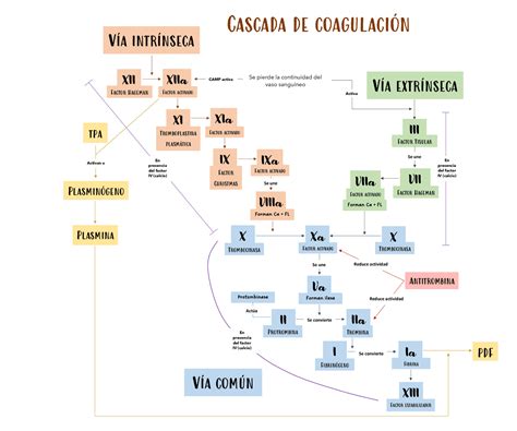 Cascada De Coagulación Esquemas Y Mapas Conceptuales De Anatomía