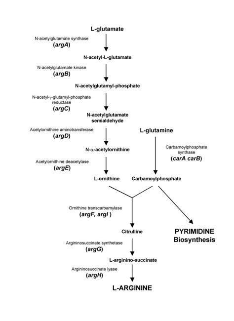 The Arginine Biosynthetic Pathway Note That Argf And Argi Are