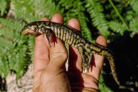 Salamanders In Colorado Meet The States Only Species Wildlife Informer
