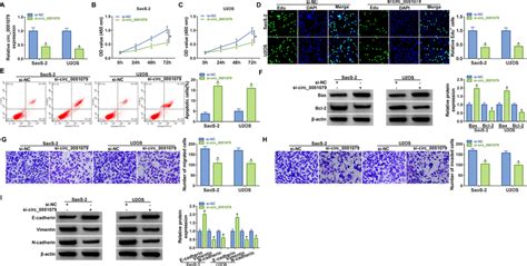 Os Cell Proliferation Migration And Invasion Were Inhibited But