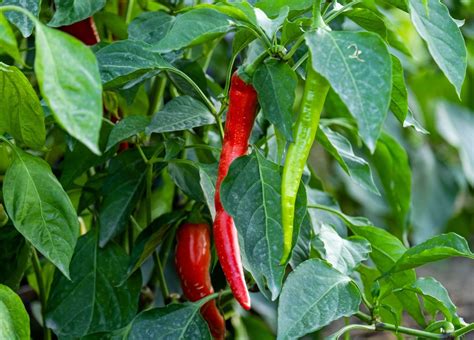 La Paprika Y Los Beneficios Que Pocos Conocen
