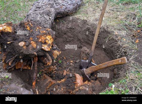 Uprooting Old Dry Fruit Tree In Garden Large Hole With Severed Tree
