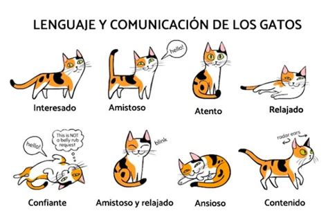 ¿cómo Se Comunican Los Gatos Arsveterinaria