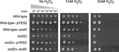 Functional Complementation Of Yeast Mutant Sod2 Δ With An A Flavus Download Scientific Diagram