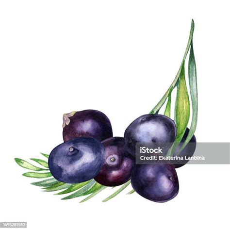아사이 열매와 야자수 잎의 구성은 흰색 배경에 분리된 수채화 그림이다 이국적인 아마존 작은 보라색 열매 열대 과일 손으로 그렸습니다 포장 라벨을 위한 디자인 요소 0명에