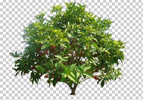 Watery Rose Apple Common Guava Java Apple Syzygium Malaccense Tree Png