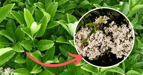 Everything You Need To Know About Viburnums