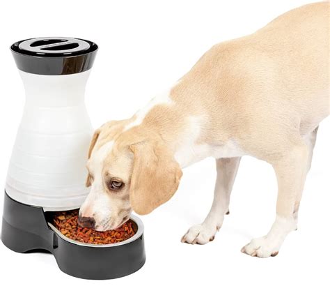 Puedes Darle Comida Seca Para Gatos A Un Perro