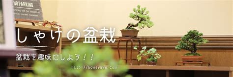 しゃけの盆栽 盆栽を趣味にしよう