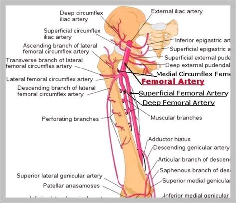 Common Femoral Artery Graph Diagram