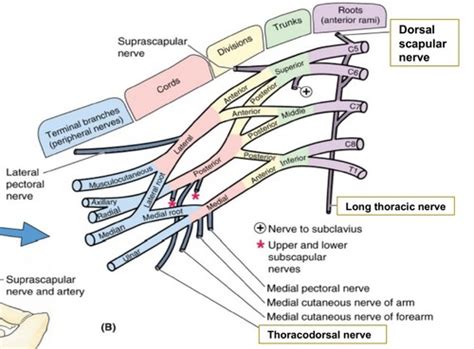 Brachial Plexus Terms Flashcards Quizlet