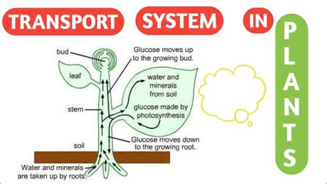 Transport System In Plants Diagram Biology And Science Tuition