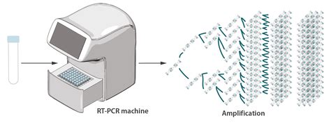 Real Time Pcr Principle