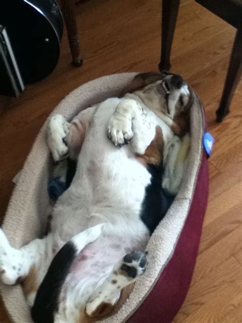 10 Times Dogs Woke Up In The Most Hilarious Ways Videos Basset