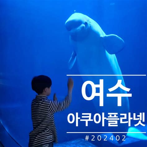 여수아쿠아플라넷 벨루가와 보낸 시간 후기 아쿠아리움 관람하기 좋은시간 네이버 블로그