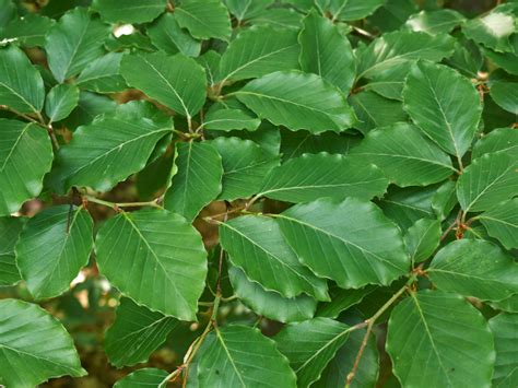 Beech A Foraging Guide To Its Food Medicine And Other Uses
